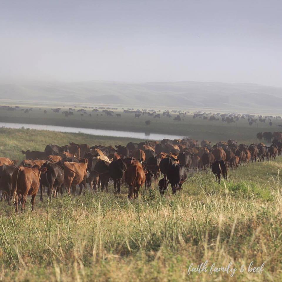 Homepage - Terryn Drieling